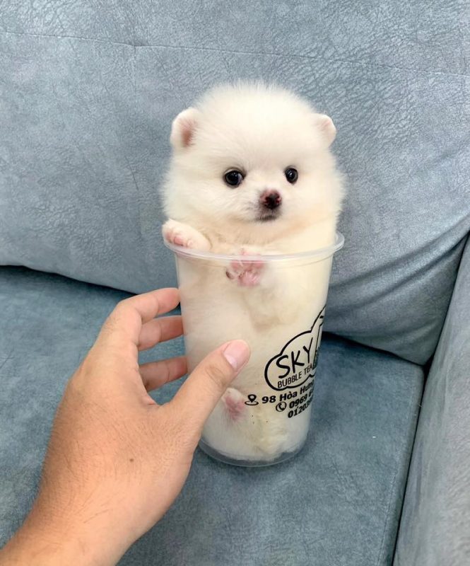 CHÓ PHỐC SÓC MINI GIÁ BAO NHIÊU? - VANCHUYENCHOMEO.COM