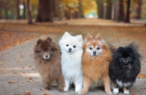 CHÓ PHỐC SÓC MINI GIÁ BAO NHIÊU? - VANCHUYENCHOMEO.COM