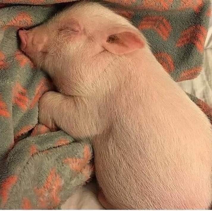 CÁCH CHĂM SÓC HEO MINI CHO NGƯỜI MỚI NUÔI - Vận chuyển chó mèo Mr.Sơn