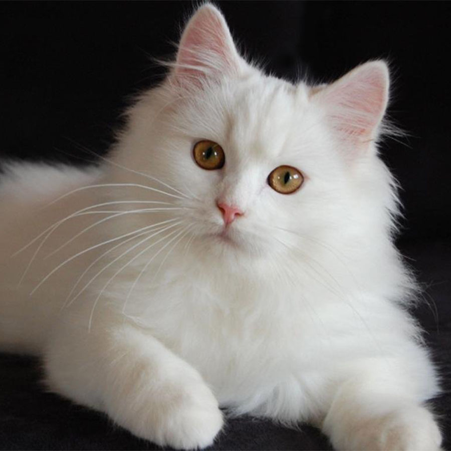 NHỮNG TIÊU CHÍ KHI MUA MÈO ANH LÔNG DÀI - Vận chuyển chó mèo Mr.Sơn